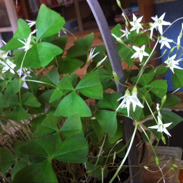 False Shamrock | Project Noah