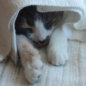 Pocket Kitty - Free - Latest version for Android - Download APK