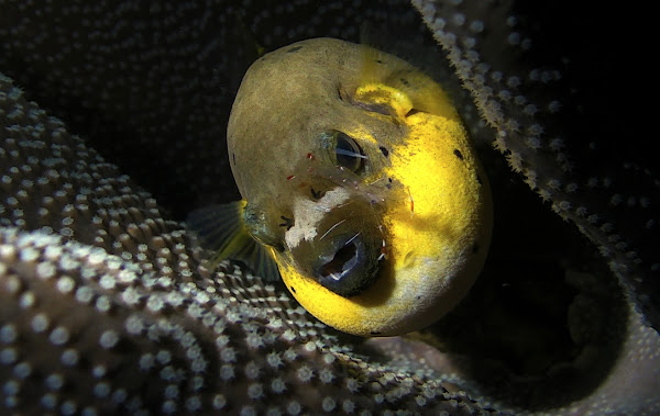 Dog Faced/Blackspotted Puffer Fish | Project Noah