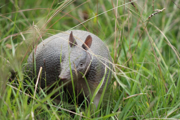 Southern long-nosed armadillo | Project Noah