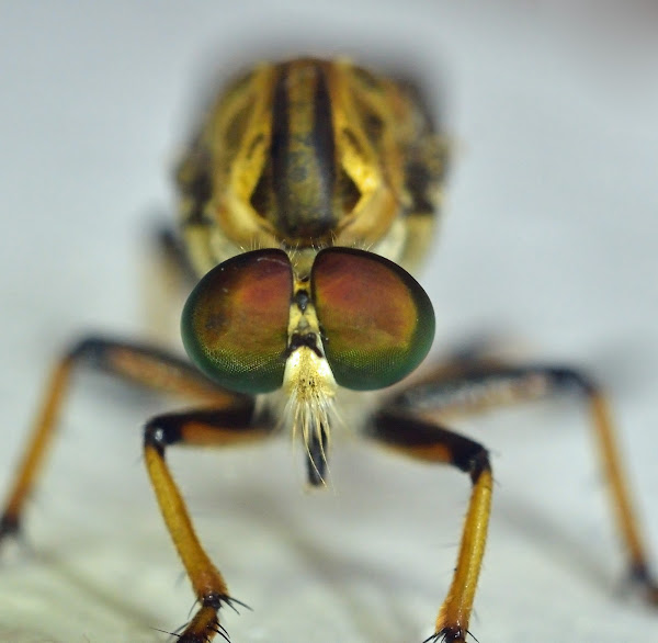 Common Yellow Robber Fly | Project Noah
