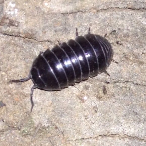 Pillbugs | Project Noah