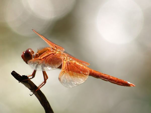 Flame Skimmer | Project Noah