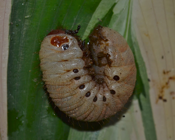 Rhinoceros/hercules beetle grub? | Project Noah