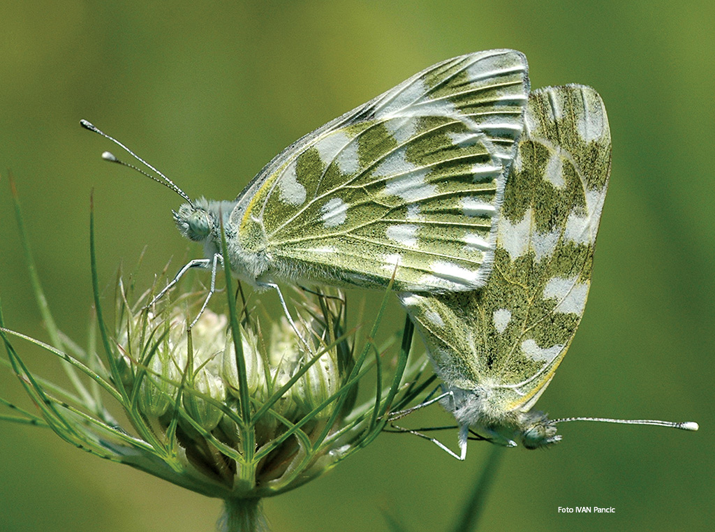 Pieridae | Project Noah