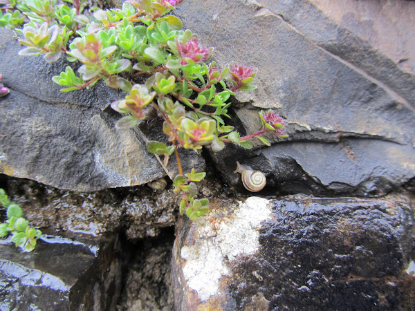 Snail | Project Noah