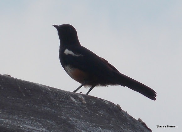 Mocking Cliff Chat | Project Noah