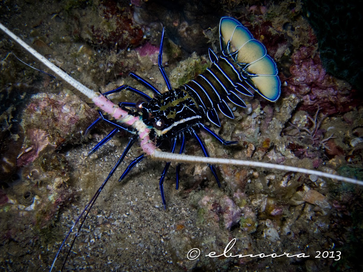 Painted Spiny Lobster | Project Noah