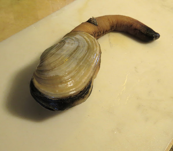 Geoduck clam | Project Noah