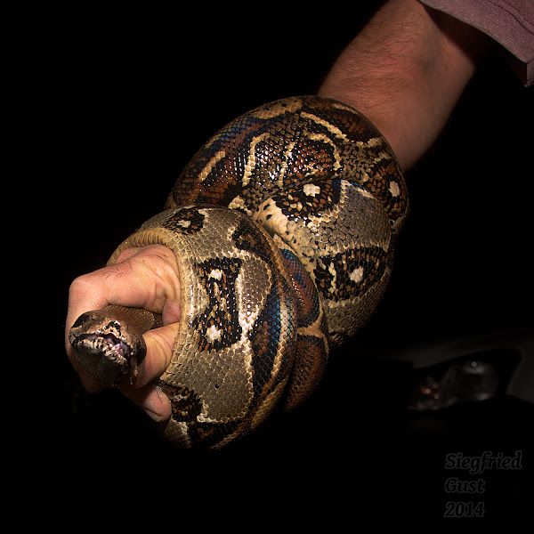 Common Boa | Project Noah