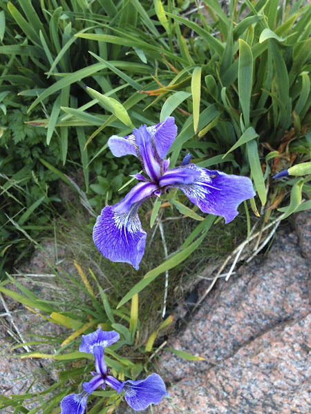 Northern Blue Flag | Project Noah