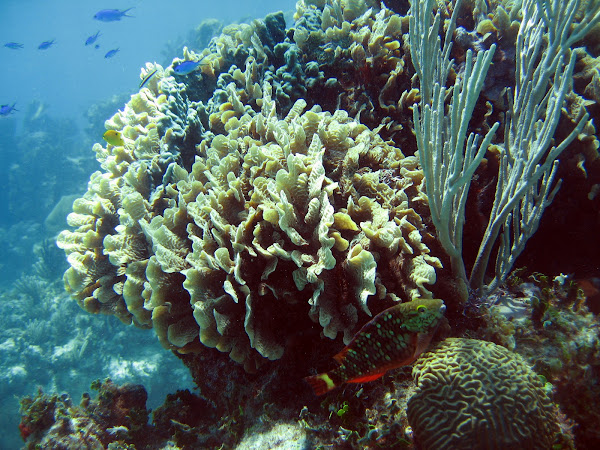 Thin leaf lettuce coral | Project Noah