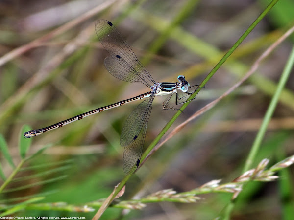 Slender Spreadwing damselfly (female) | Project Noah
