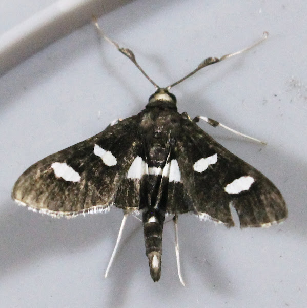 Grape Leaffolder | Project Noah