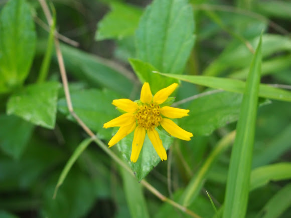 Yellow creeping daisy | Project Noah