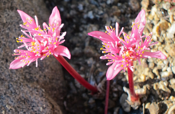 Haemanthus barkerae | Project Noah