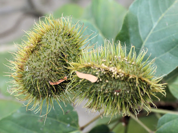 Atsuete or Achuete Plant | Project Noah