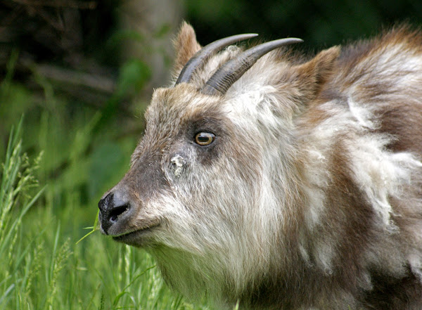 Japanese Serow | Project Noah