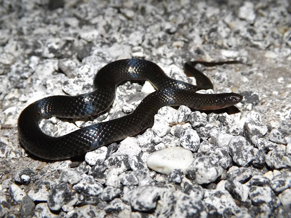 Southern Florida Swamp Snake | Project Noah