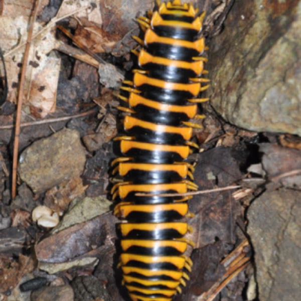 Cherry Millipede | Project Noah