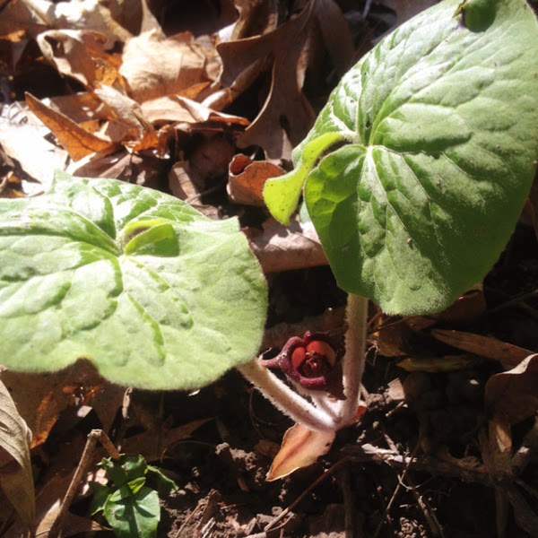 Wild Ginger | Project Noah