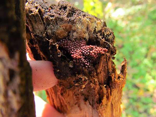 Arcyria incarnata | Project Noah