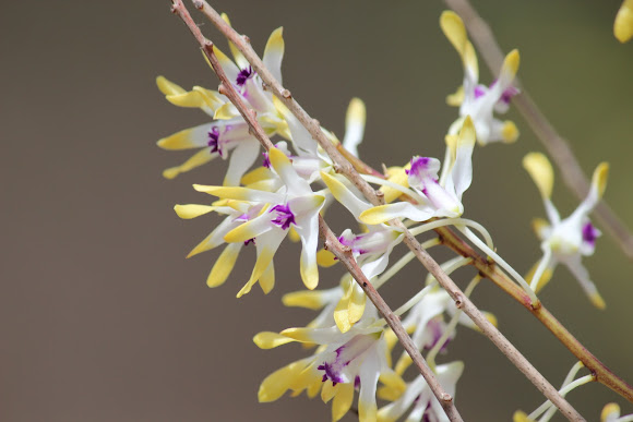 Tea Tree Orchid | Project Noah