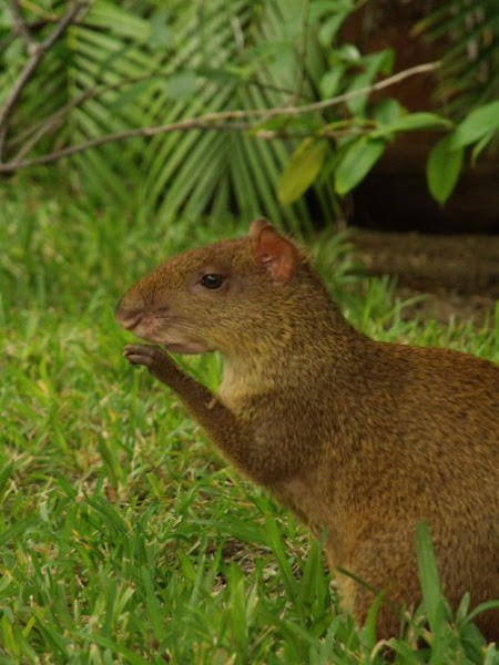 Agutí negro, Mexican Agouti | Project Noah