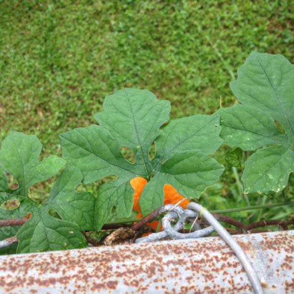 Bitter Melon | Project Noah