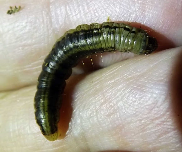 Leaf Roller Caterpillar | Project Noah