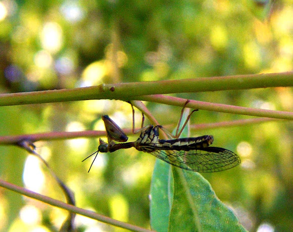 Mantis Lacewing | Project Noah