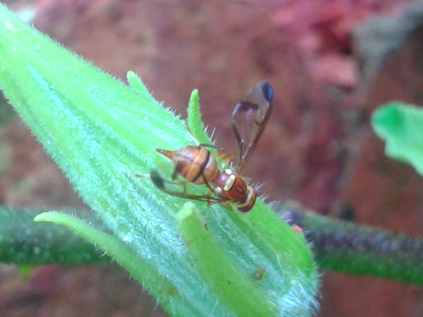 Fruit fly? | Project Noah