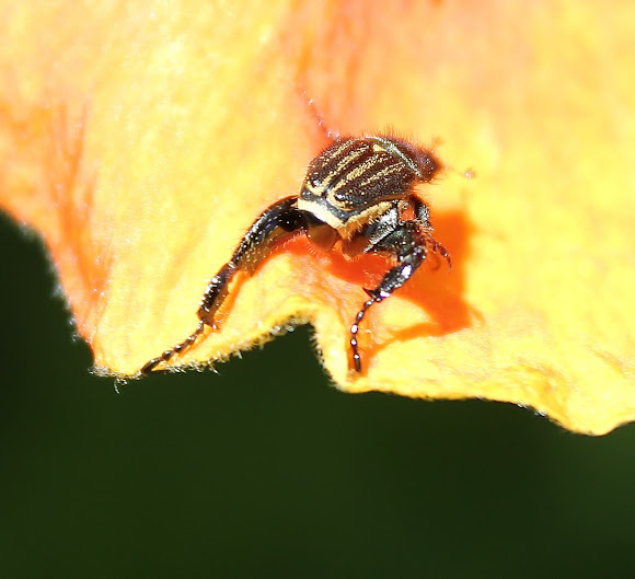 Monkey Beetle | Project Noah