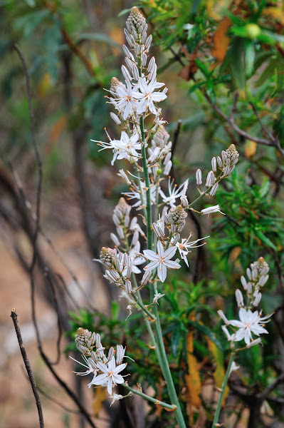 Asphodelus sp. | Project Noah