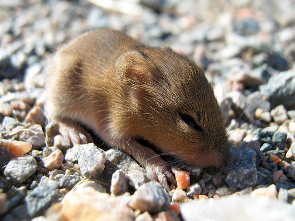 Marsh Rice Rat (juvenile) | Project Noah