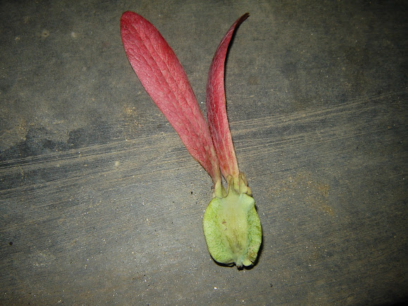 seed of the tree hairy leaved Apitong | Project Noah