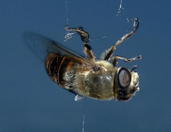 European Hoverfly | Project Noah