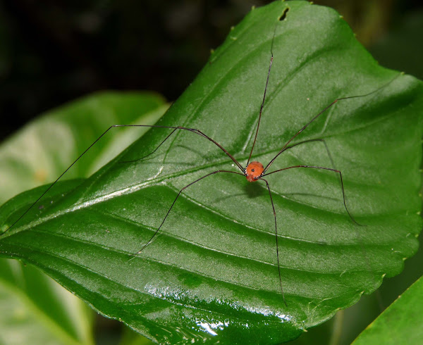 Opilion - Araña Patona | Project Noah