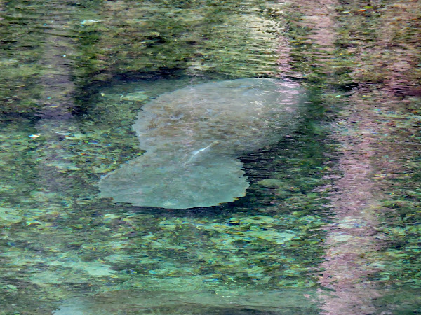 Florida Manatees | Project Noah