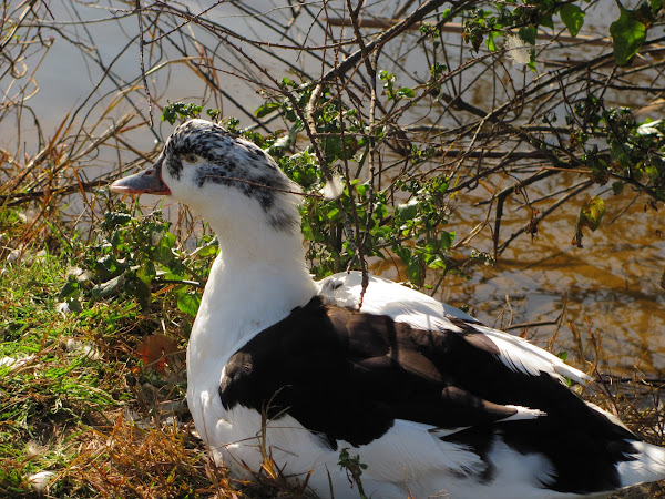Domestic Mallard x Muscovy Duck hybrid | Project Noah