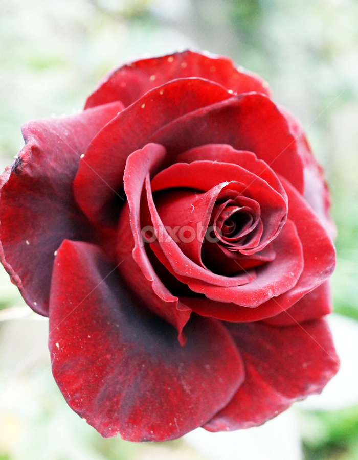 Dark Red Rose Flowers Pics | Best Flower Site