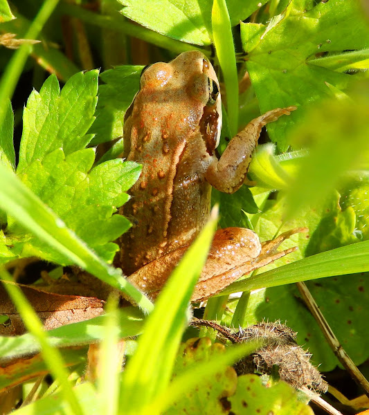 Agile frog | Project Noah