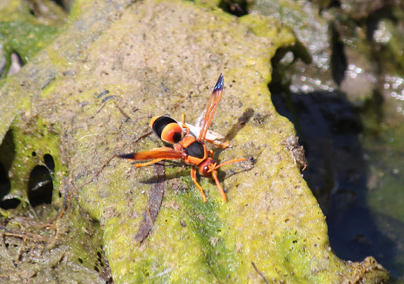Large Mud-nesting Wasp | Project Noah