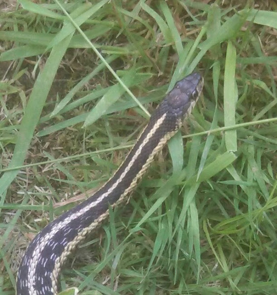 Common Garter Snake | Project Noah
