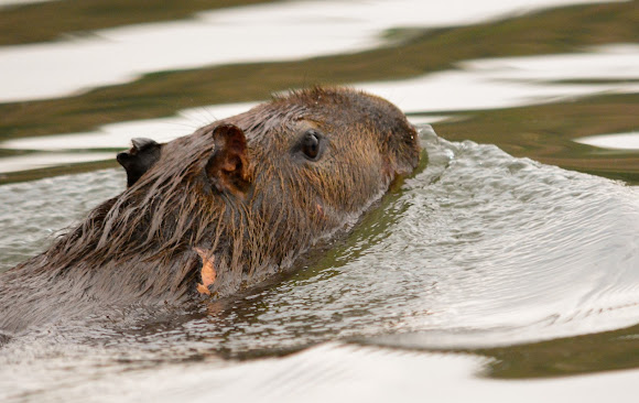 Capivara | Project Noah