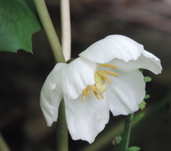 Mayapple | Project Noah