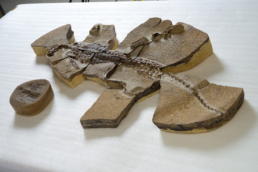 Fossils of the Winton Formation — Google Arts & Culture