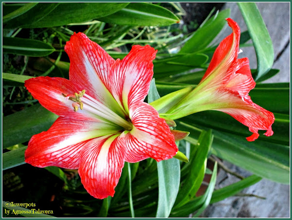 Amaryllis, Hippeastrum Cultivar | Project Noah