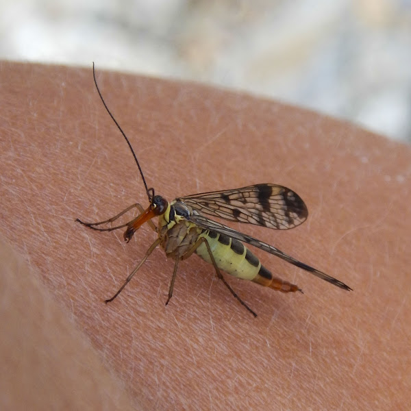 common scorpionfly (female) | Project Noah