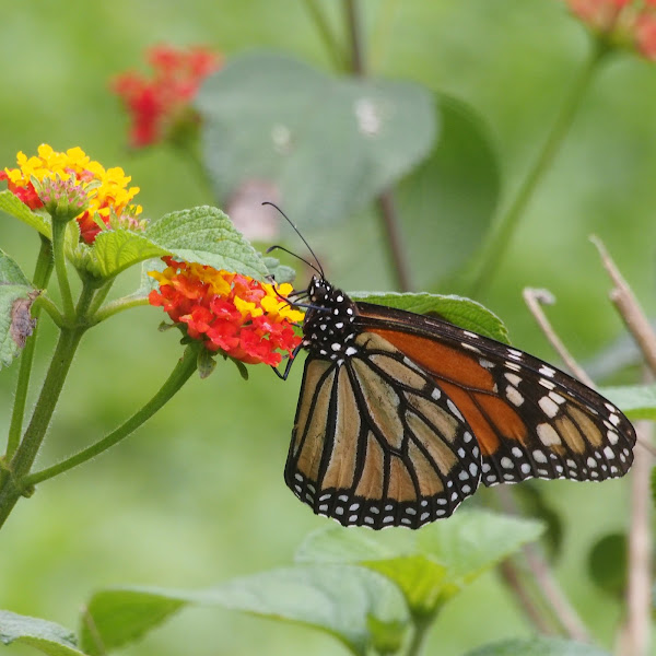 Monarch | Project Noah